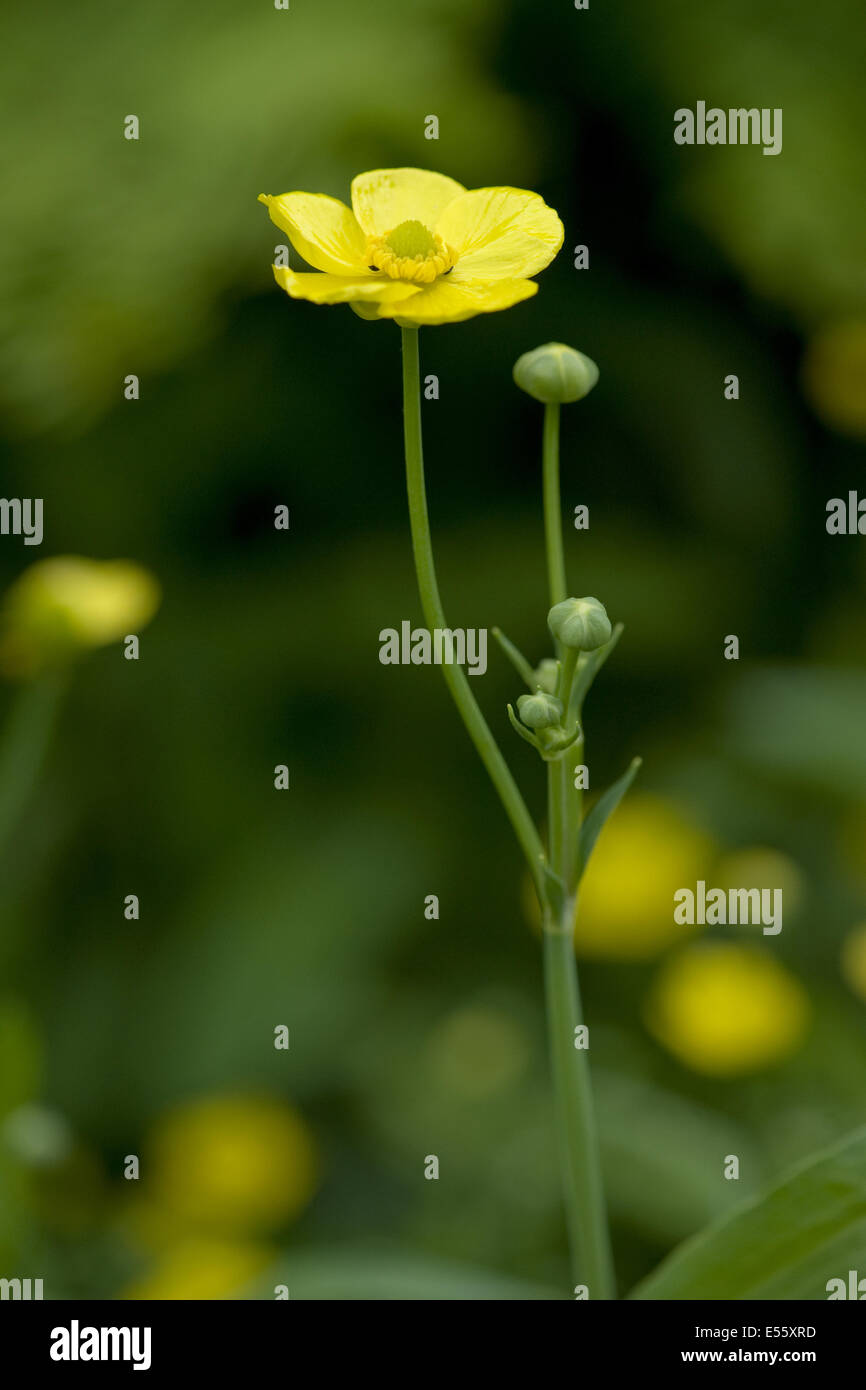 Ranunculus weed hi-res stock photography and images - Alamy
