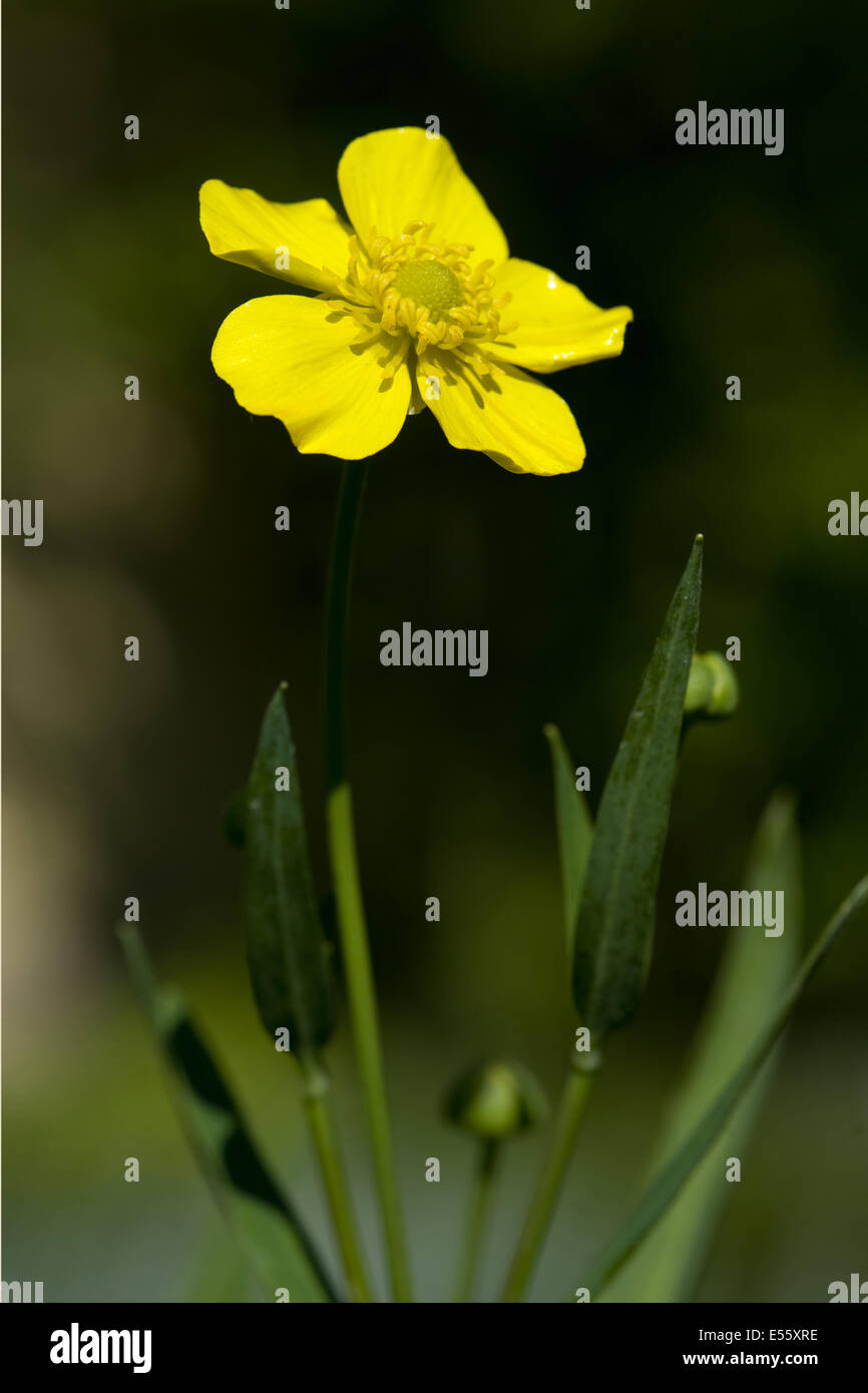 greater spearwort, ranunculus lingua Stock Photo - Alamy