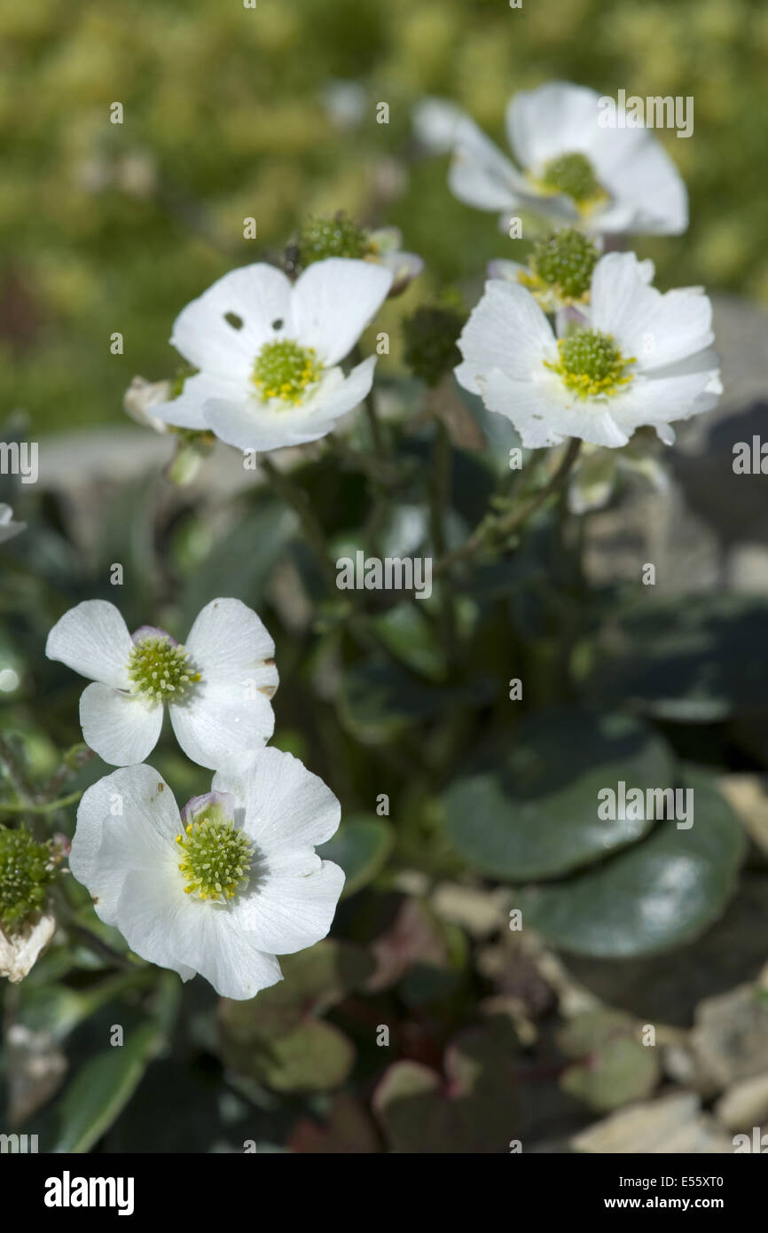 Parnassifolius hi-res stock photography and images - Alamy