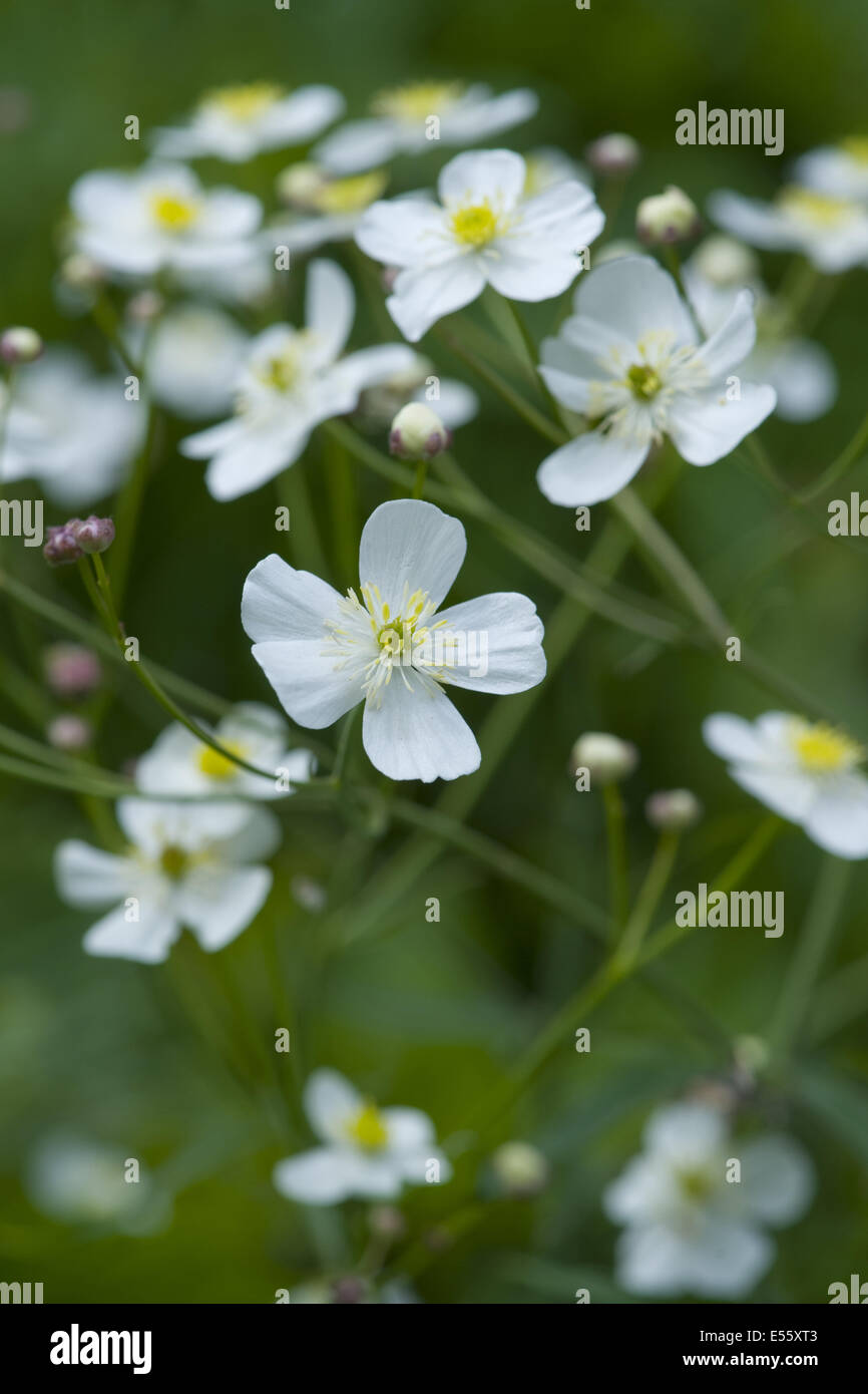 large white buttercup, ranunculus platanifolius Stock Photo - Alamy
