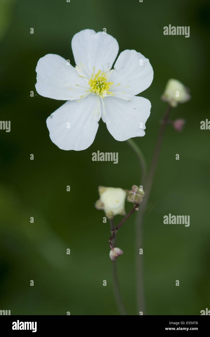 White buttercup ranunculus hi-res stock photography and images - Alamy