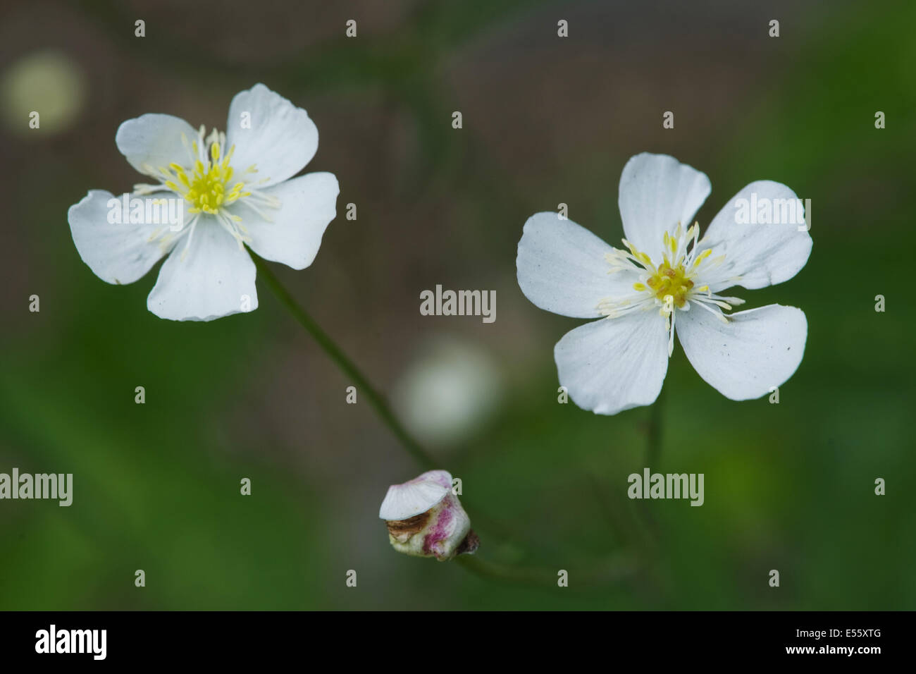 large white buttercup, ranunculus platanifolius Stock Photo - Alamy