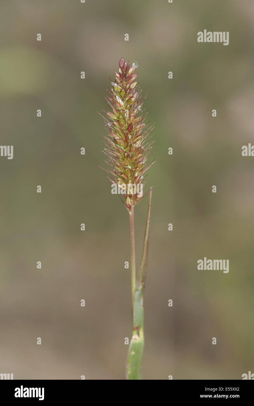 yellow foxtail, setaria pumila Stock Photo - Alamy