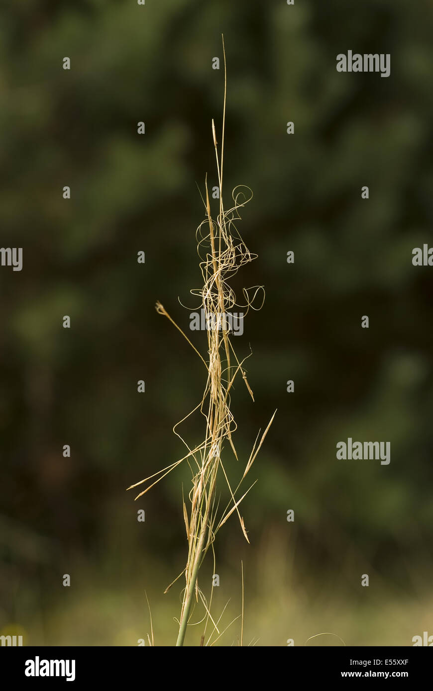 feather grass, stipa capillata Stock Photo - Alamy