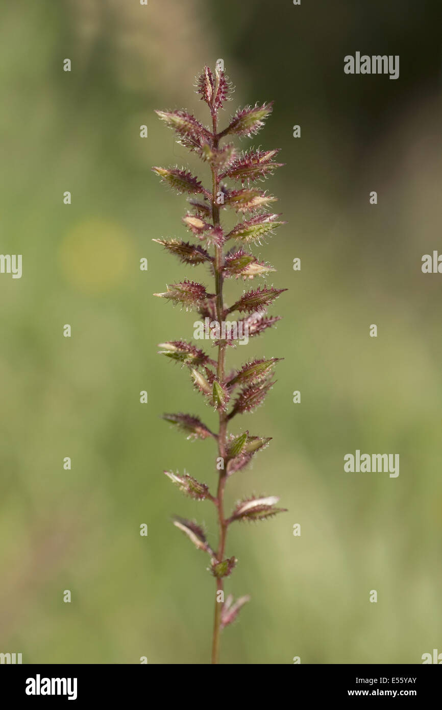 burr grass, tragus racemosus Stock Photo - Alamy