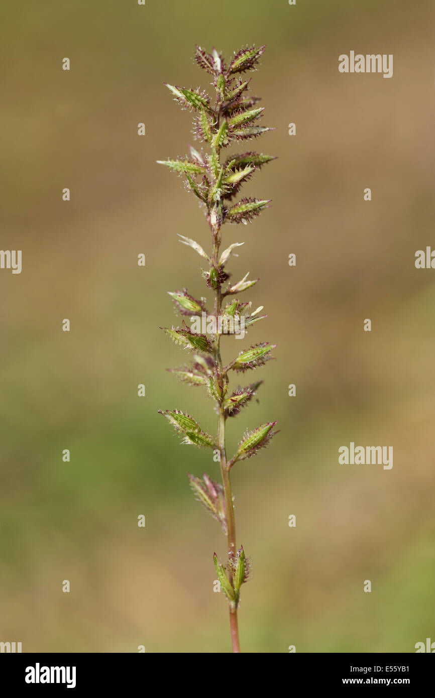 Burr seed hi-res stock photography and images - Alamy