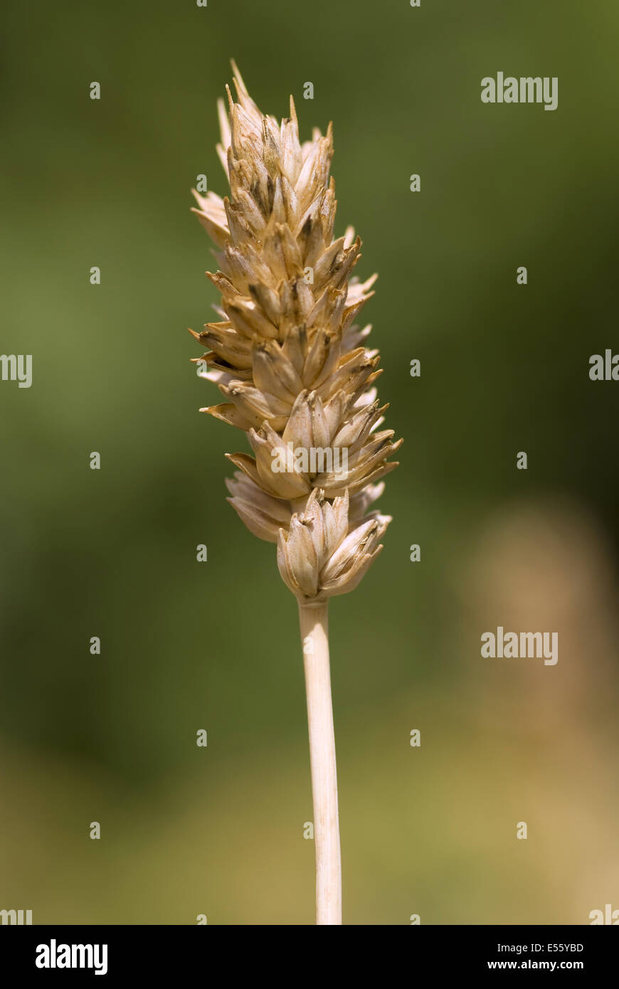 Triticum compactum hi-res stock photography and images - Alamy