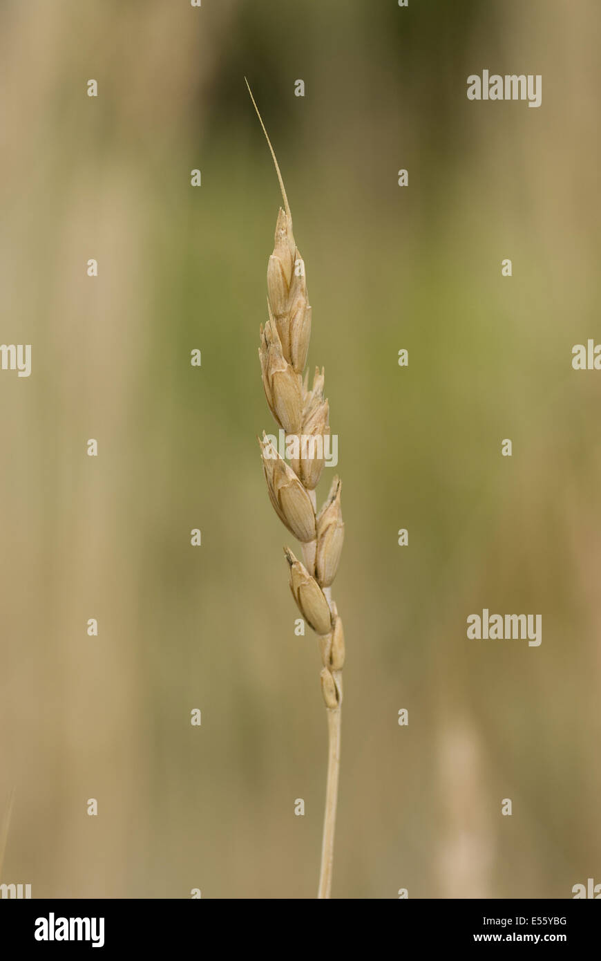 Seed spelt hi-res stock photography and images - Alamy