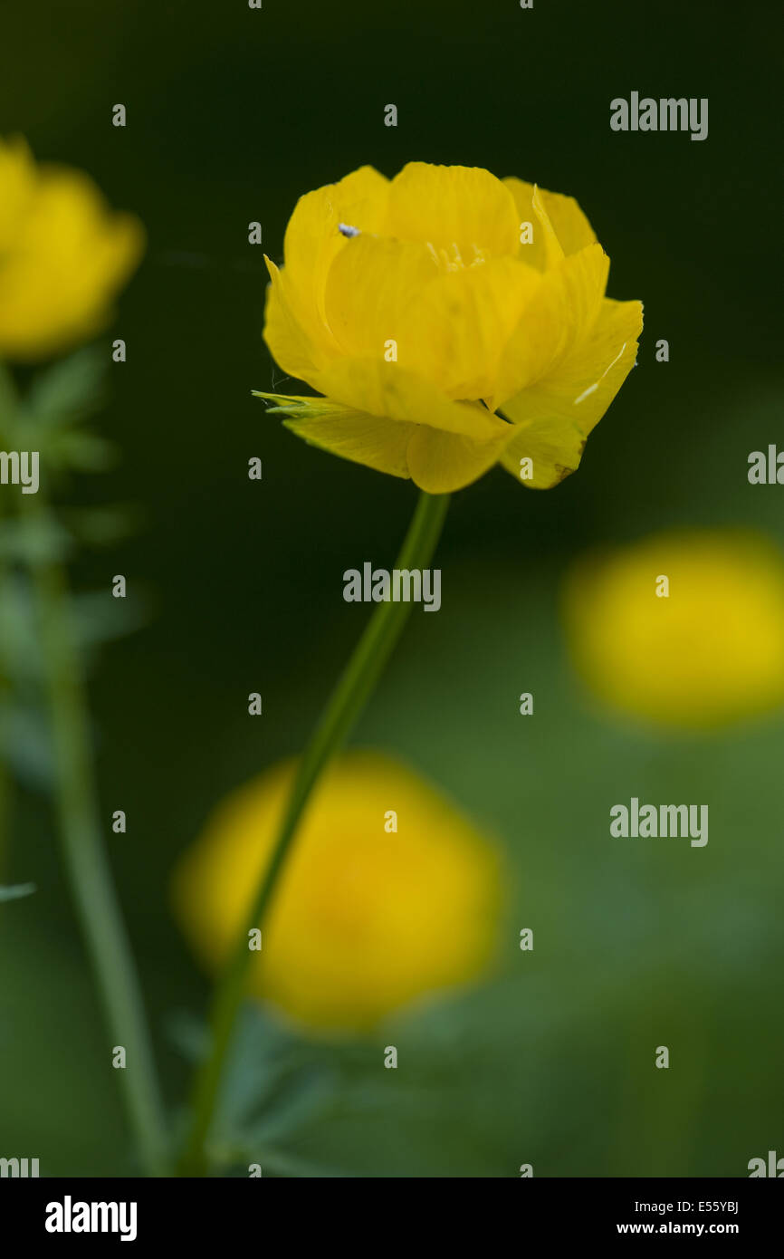 globe flower, trollius europaeus Stock Photo - Alamy