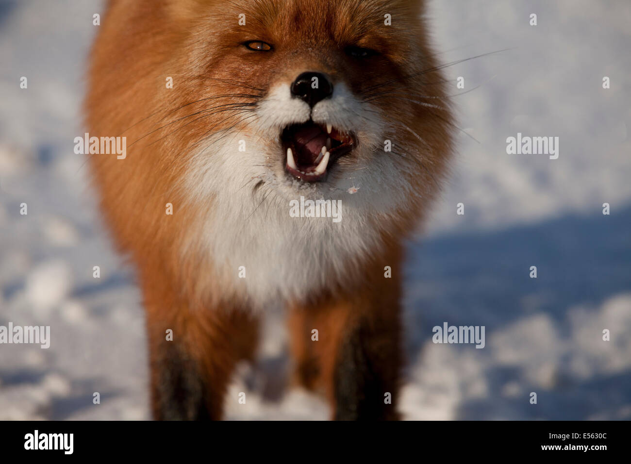 Fox mouth open hi-res stock photography and images - Alamy