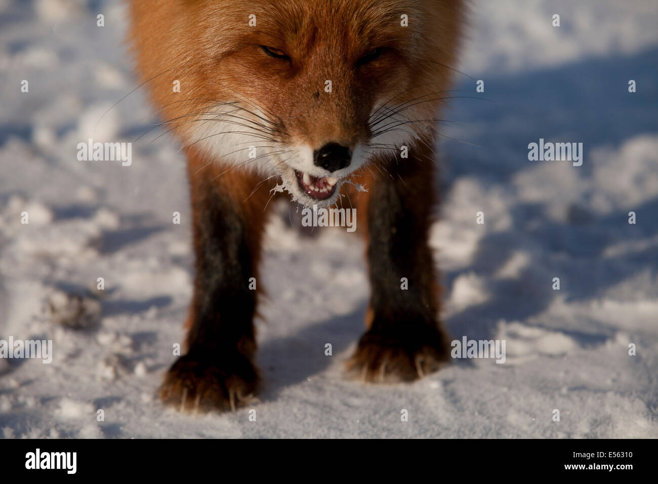 Fox mouth open hi-res stock photography and images - Alamy