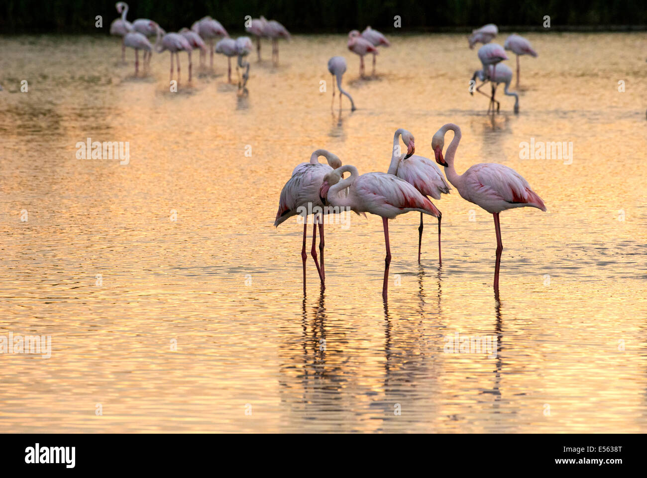 Flamingo anatomy hi-res stock photography and images - Alamy