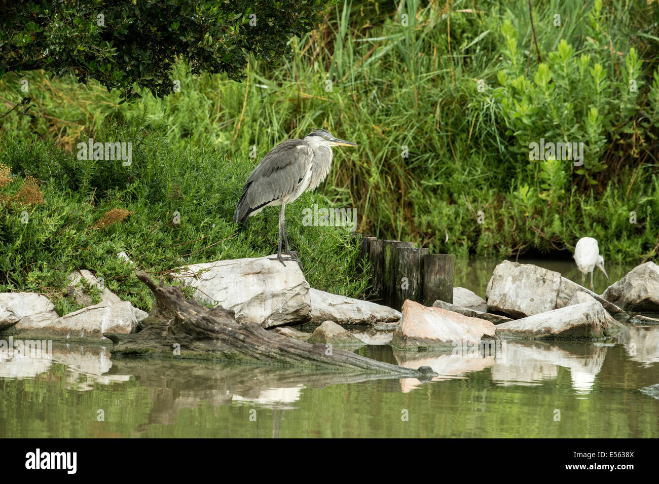 Avian eye anatomy hi-res stock photography and images - Alamy