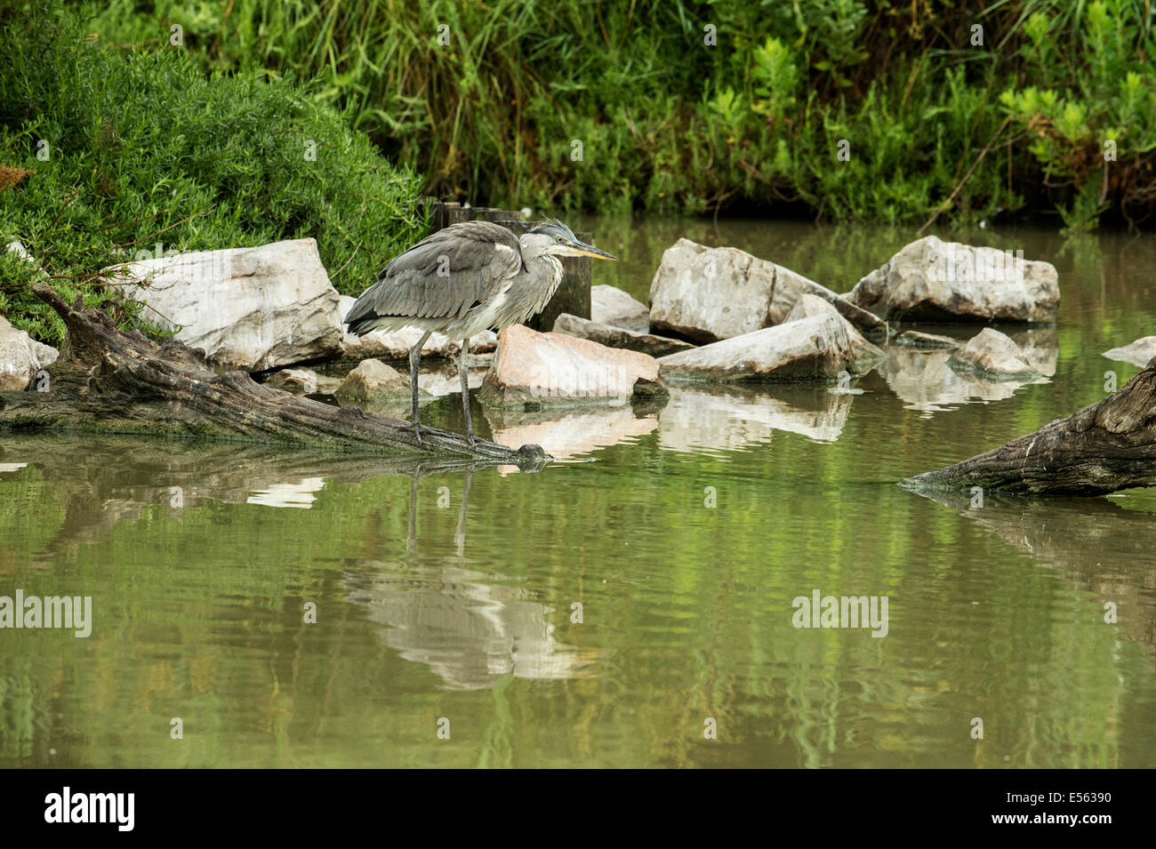 Avian eye anatomy hi-res stock photography and images - Alamy