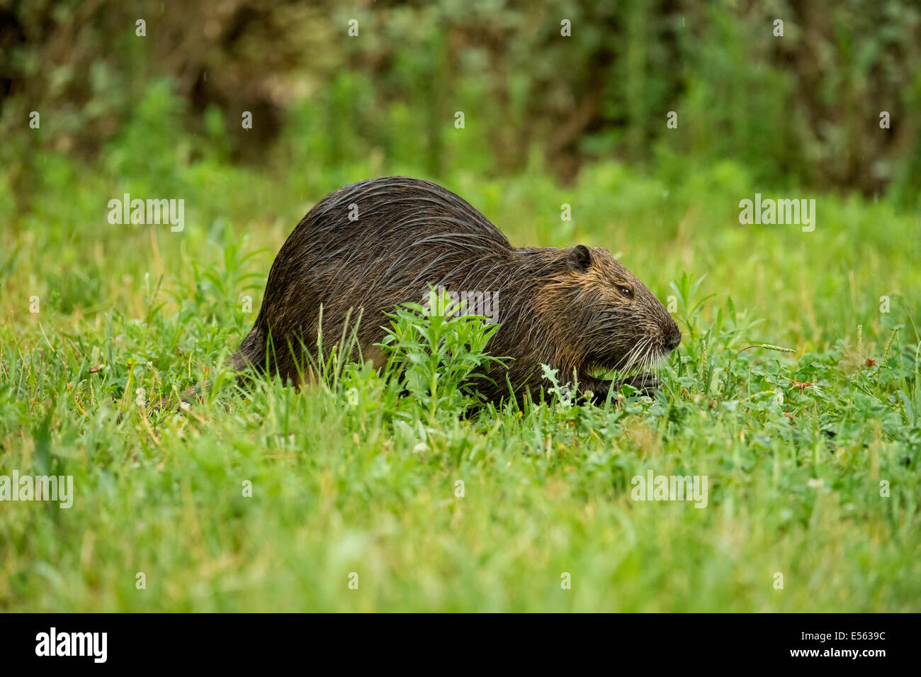 Rat steak hi-res stock photography and images - Alamy