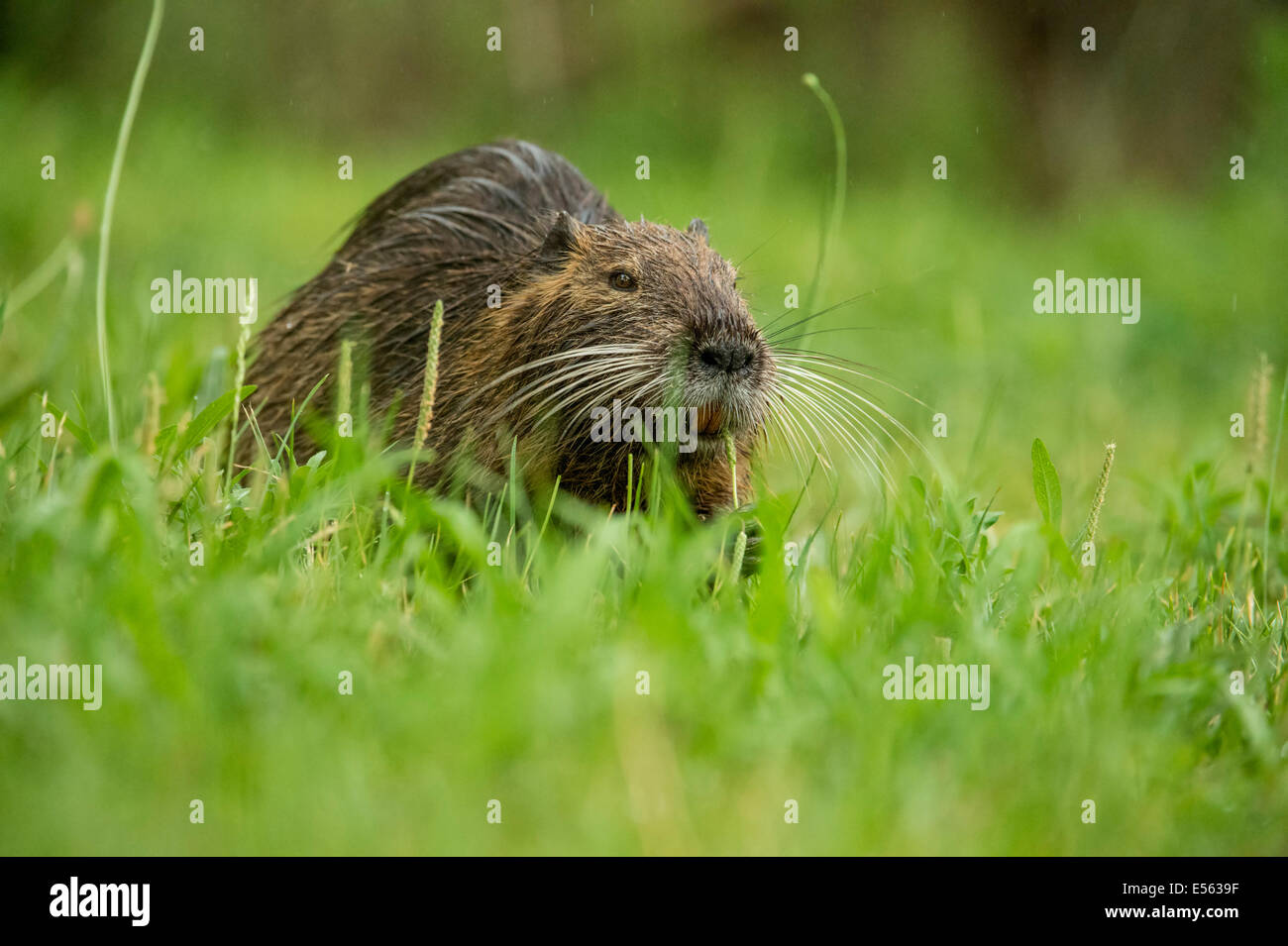 Rat steak hi-res stock photography and images - Alamy