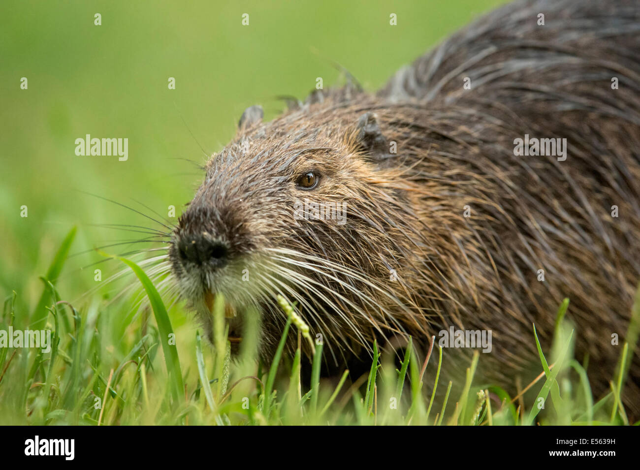 Black nutria hi-res stock photography and images - Alamy