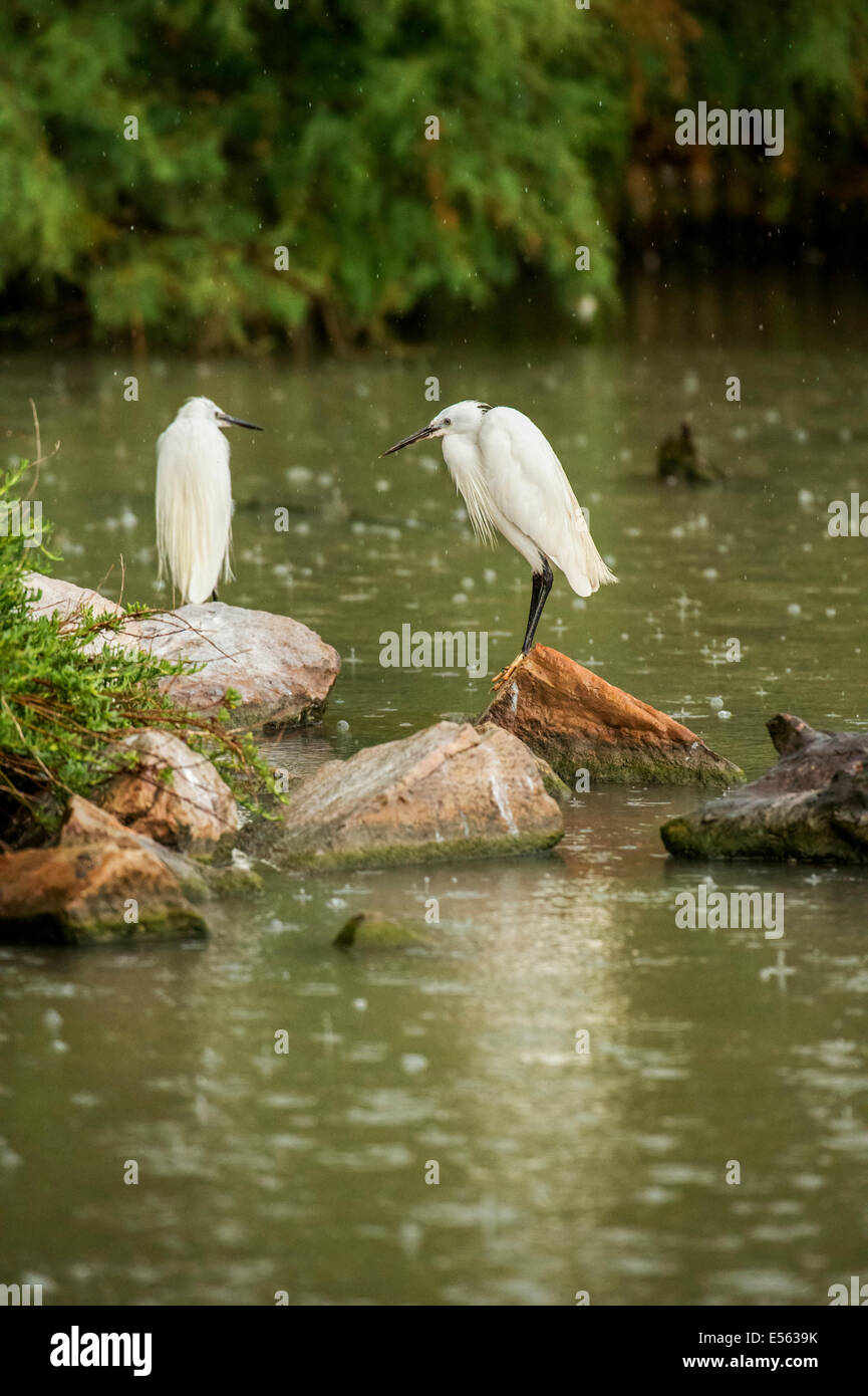 Flamingo anatomy hi-res stock photography and images - Alamy