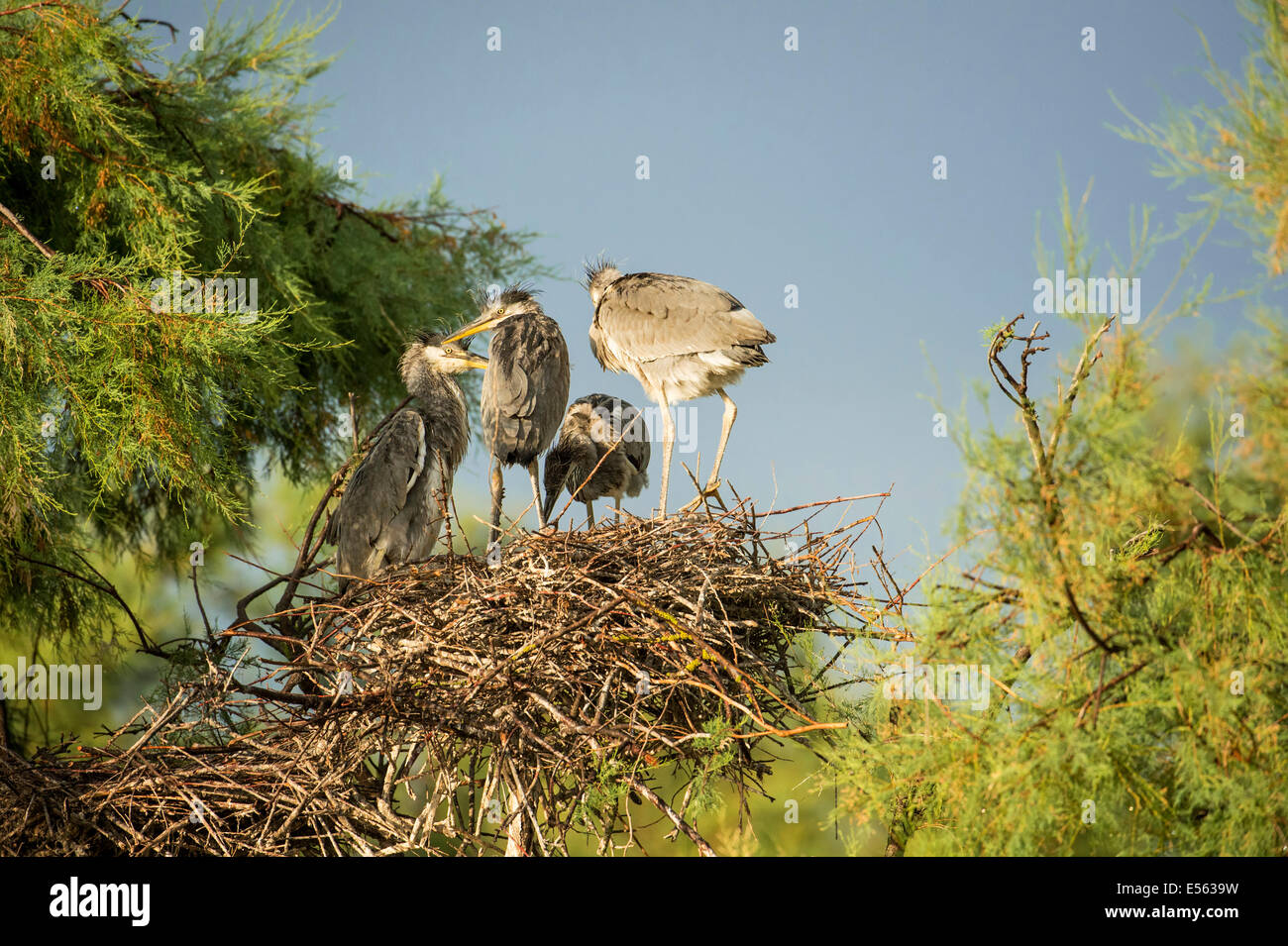 Pink herons hi-res stock photography and images - Alamy