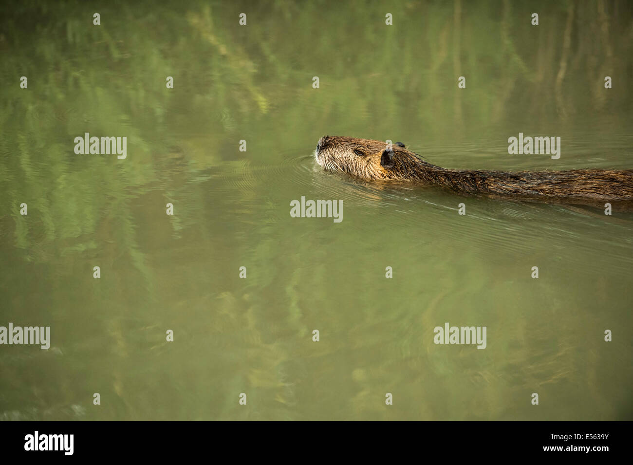 Black nutria hi-res stock photography and images - Alamy