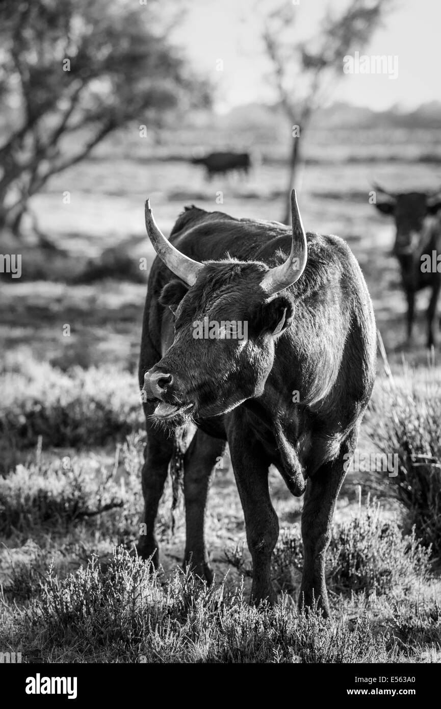 Cow farm camargue Black and White Stock Photos & Images - Alamy