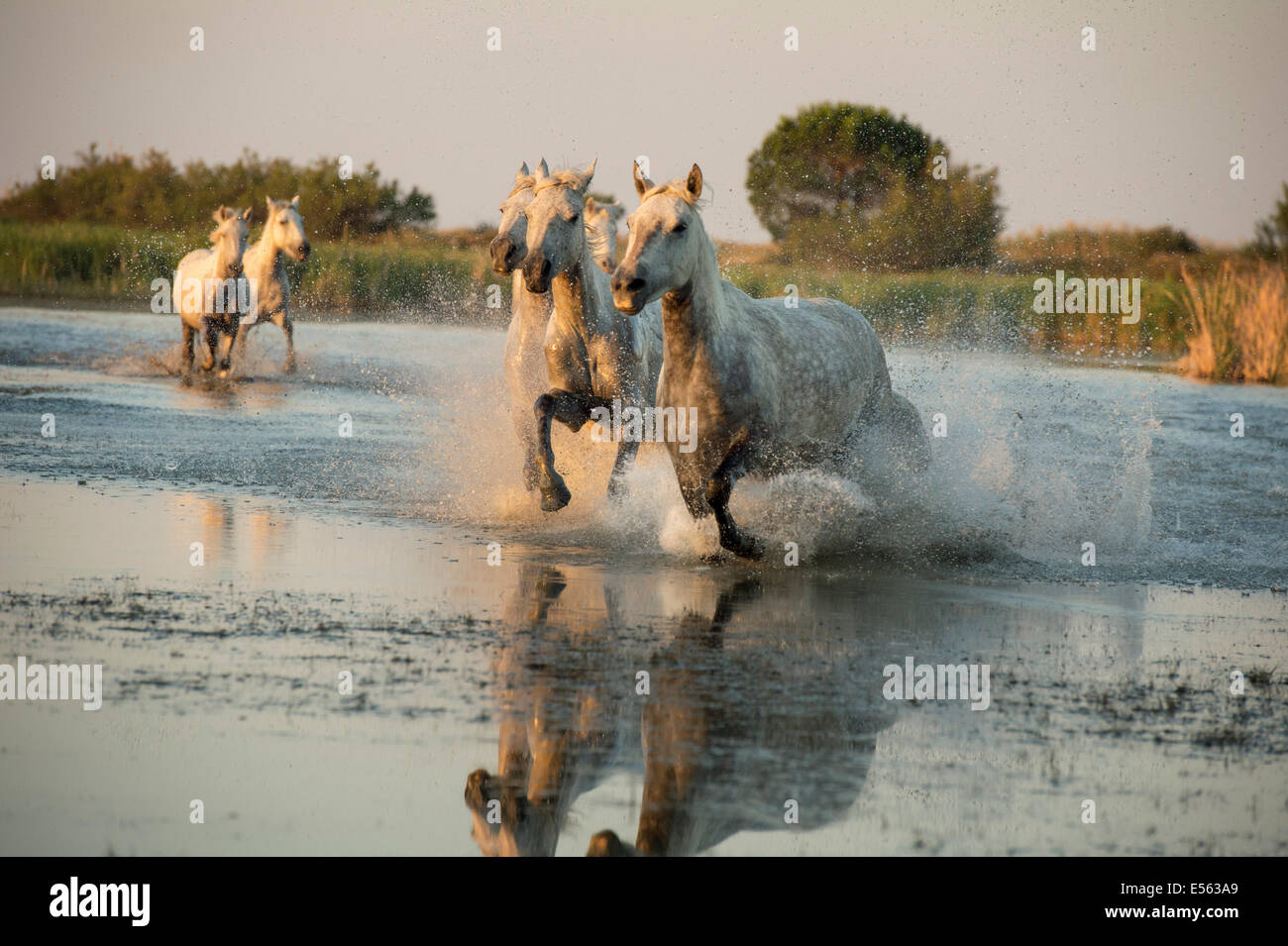 Graceful galloping hi-res stock photography and images - Alamy