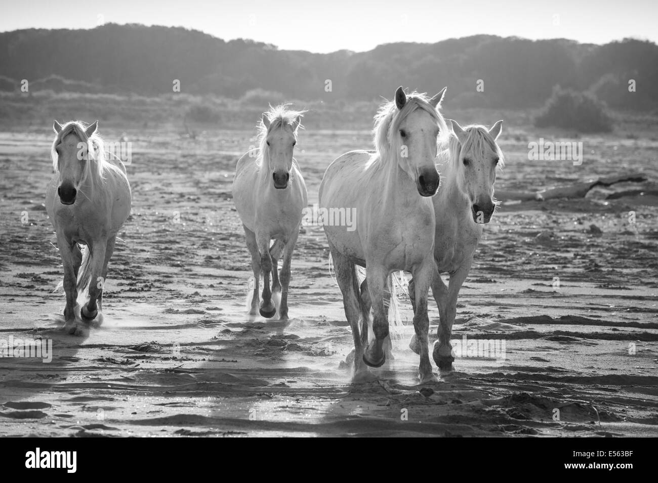 A french horse Black and White Stock Photos & Images - Alamy