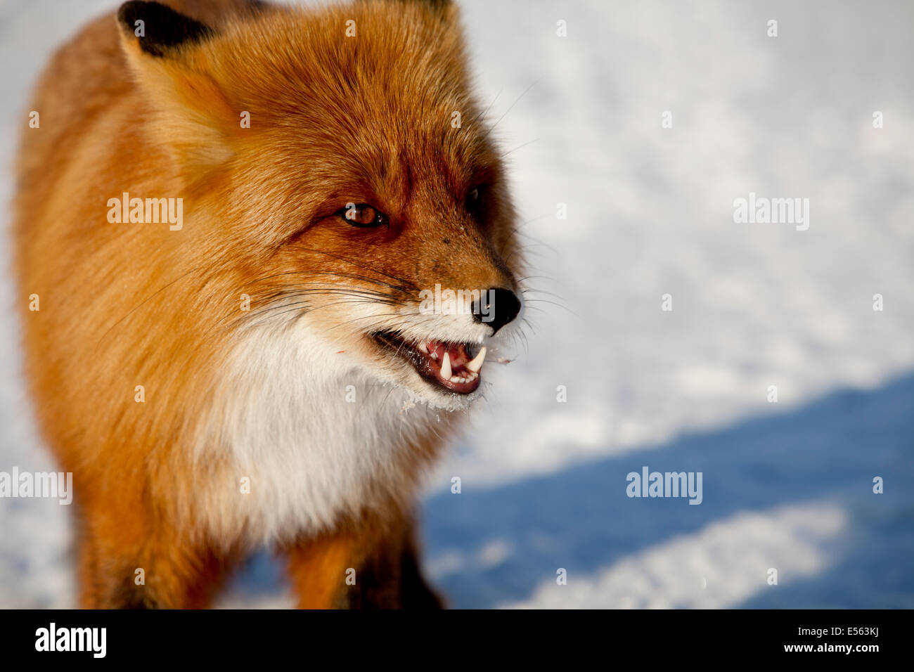 Fox mouth open hi-res stock photography and images - Alamy