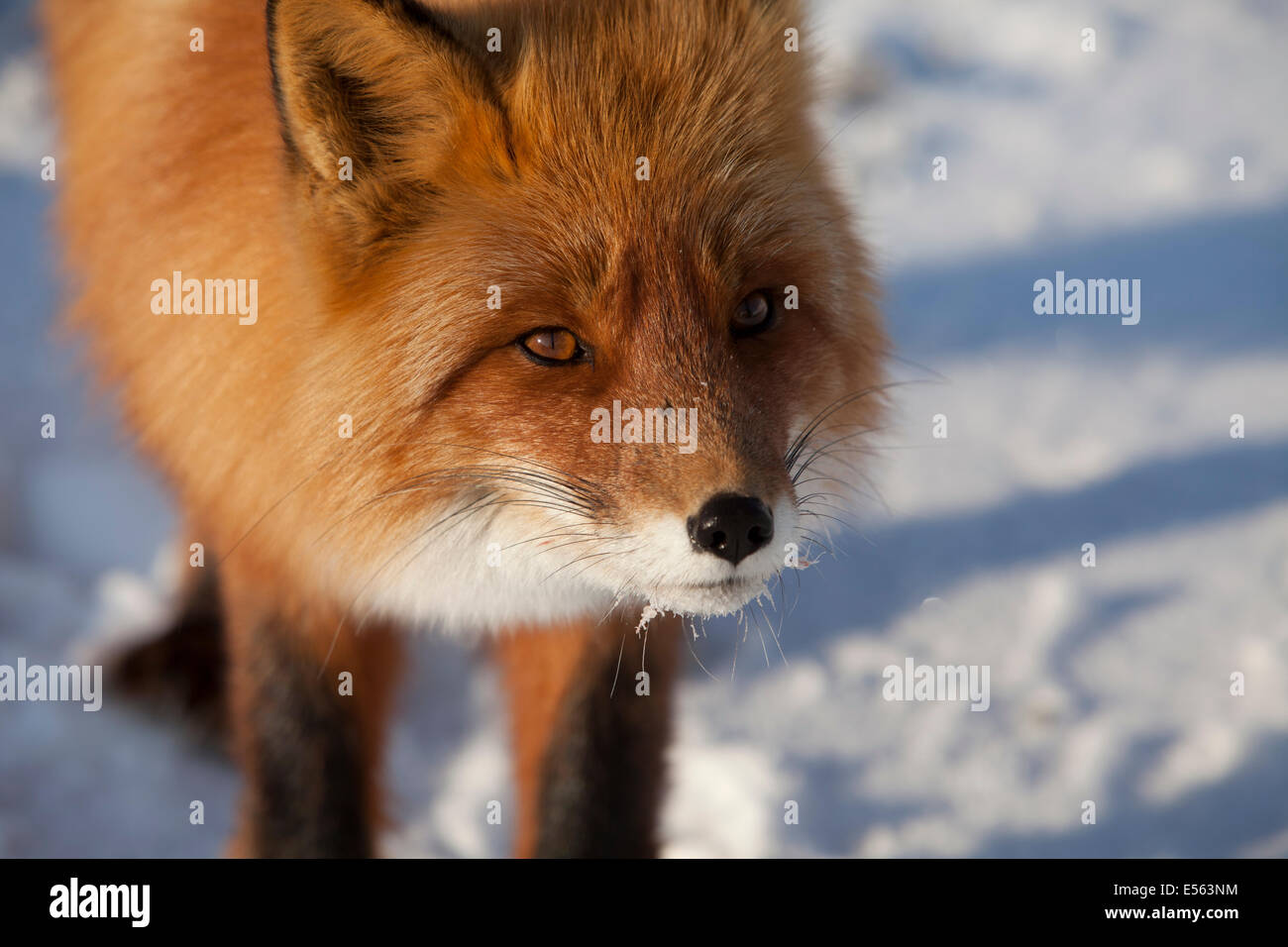 Siberian fox snow sun shadow Stock Photo - Alamy