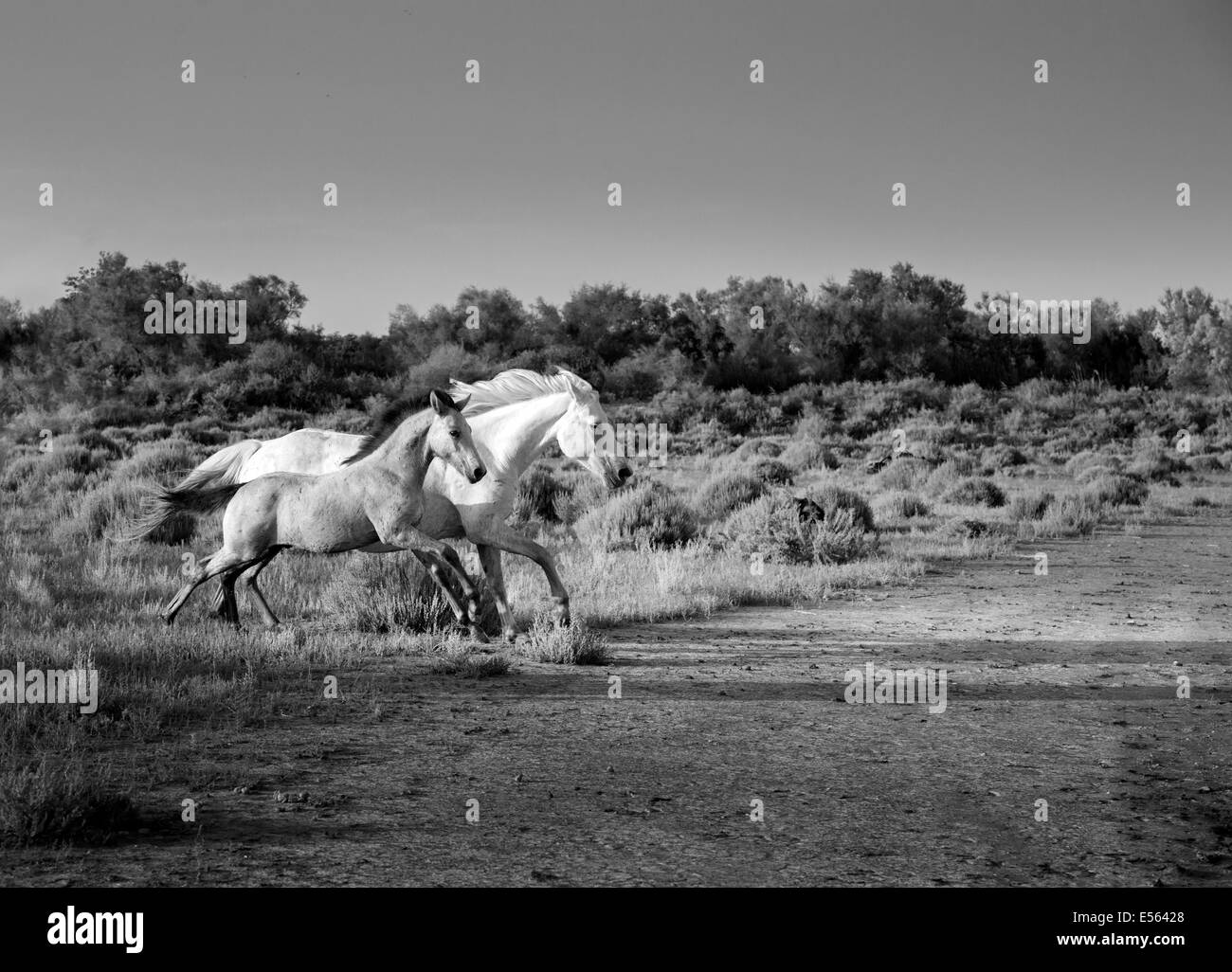 White horses of Camargue Stock Photo - Alamy