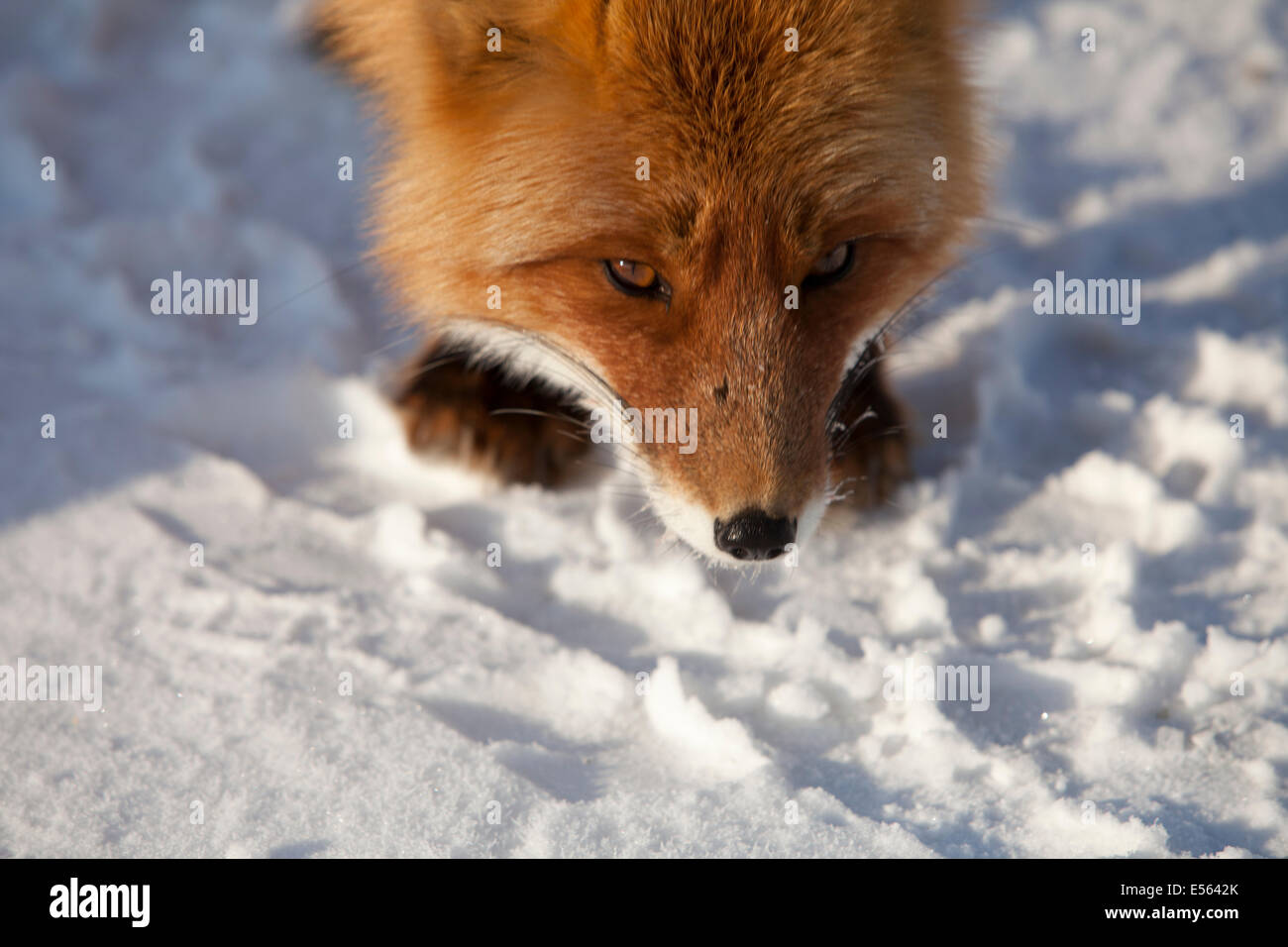 Fox shadow hi-res stock photography and images - Alamy