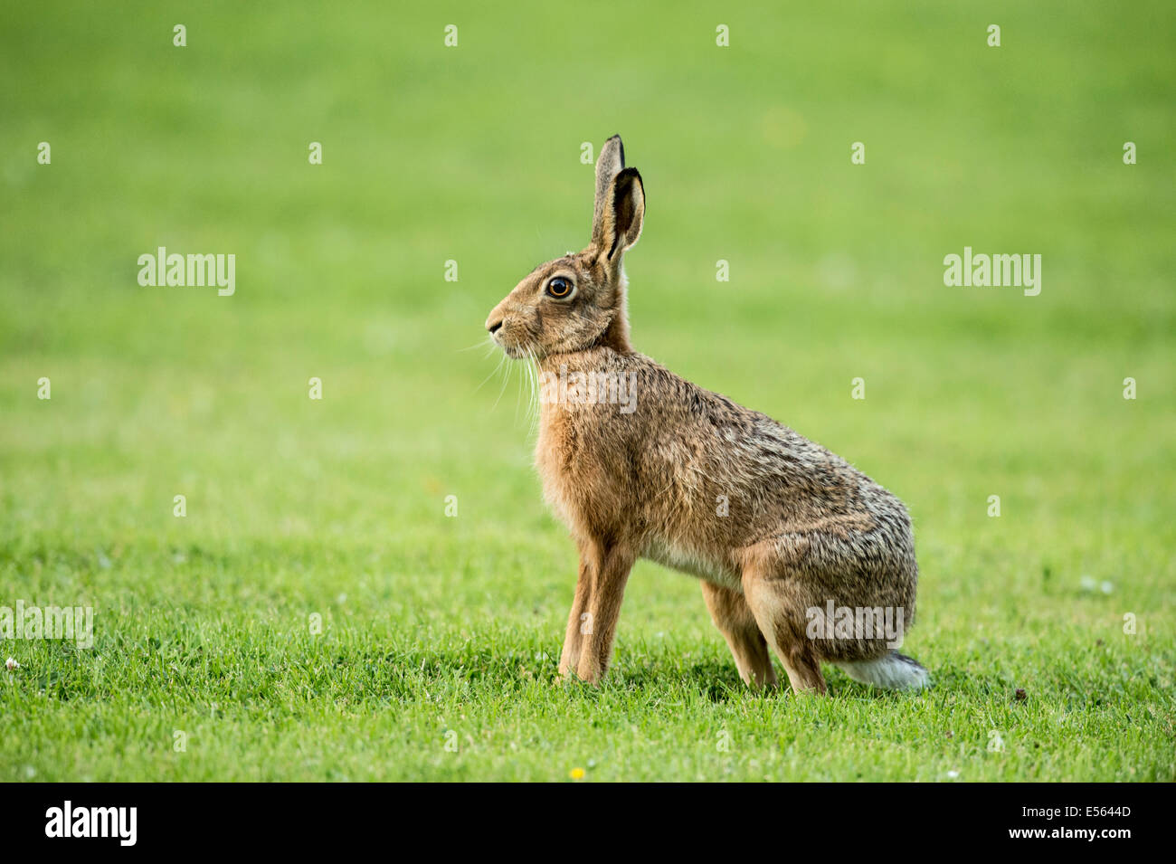 Stretching hare hi-res stock photography and images - Alamy