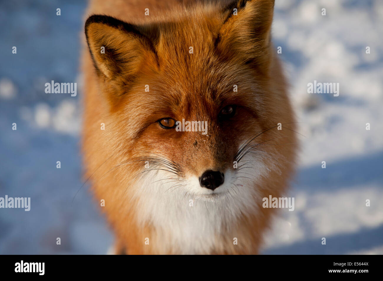 Siberian fox snow sun shadow Stock Photo - Alamy