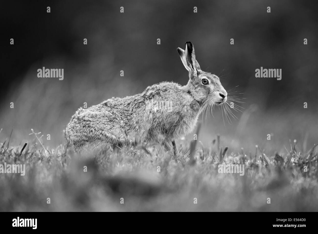 Sitting hares Black and White Stock Photos & Images - Alamy