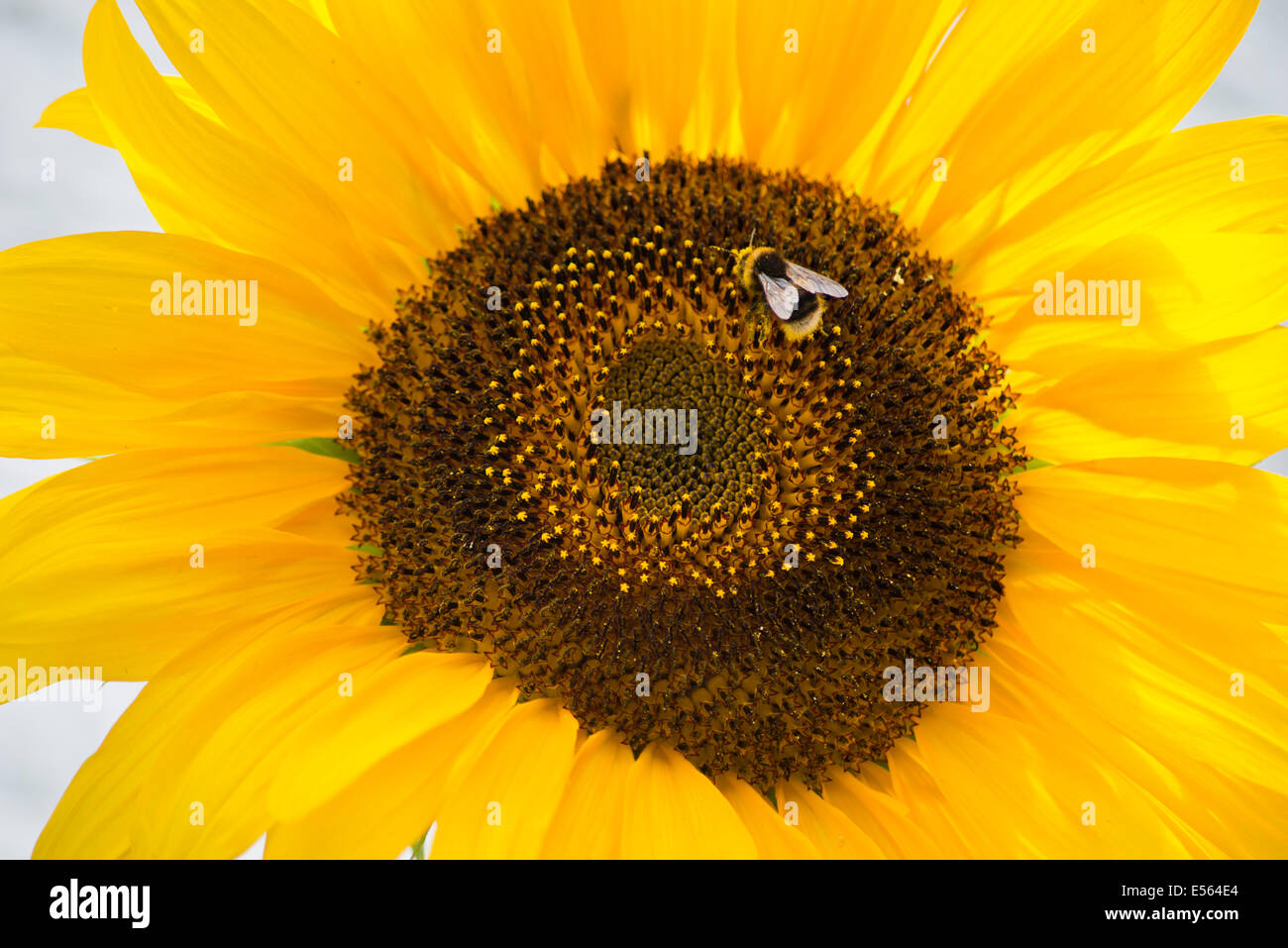 Bees feeding on sunflower pollen Stock Photo - Alamy