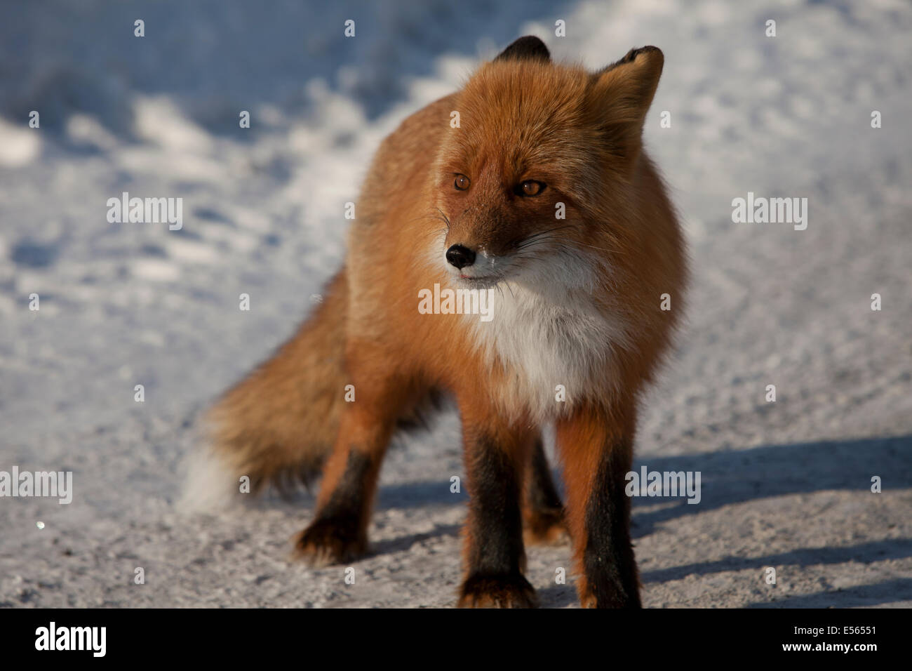 Fox In Shadow High Resolution Stock Photography and Images - Alamy
