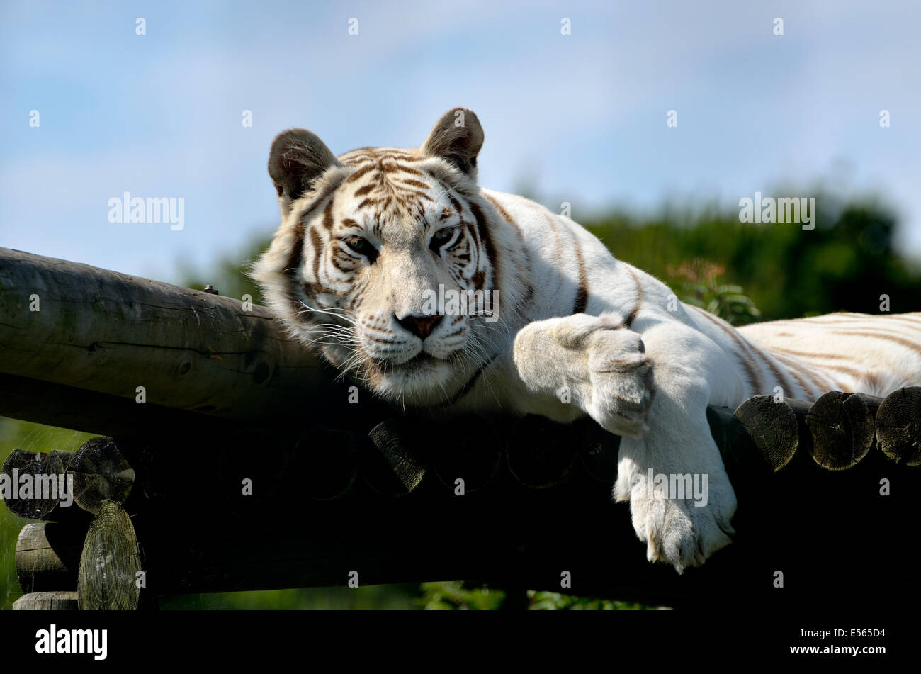White Tiger (pigment variation of Bengal Tiger: Panthera tigris tigris ...