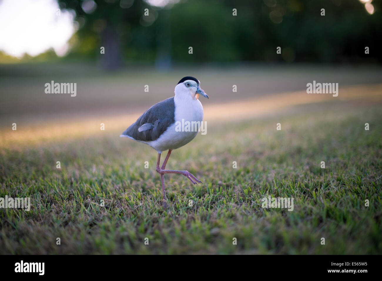 Australian plover hi-res stock photography and images - Alamy