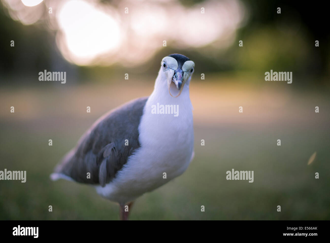 Australian plover hi-res stock photography and images - Alamy