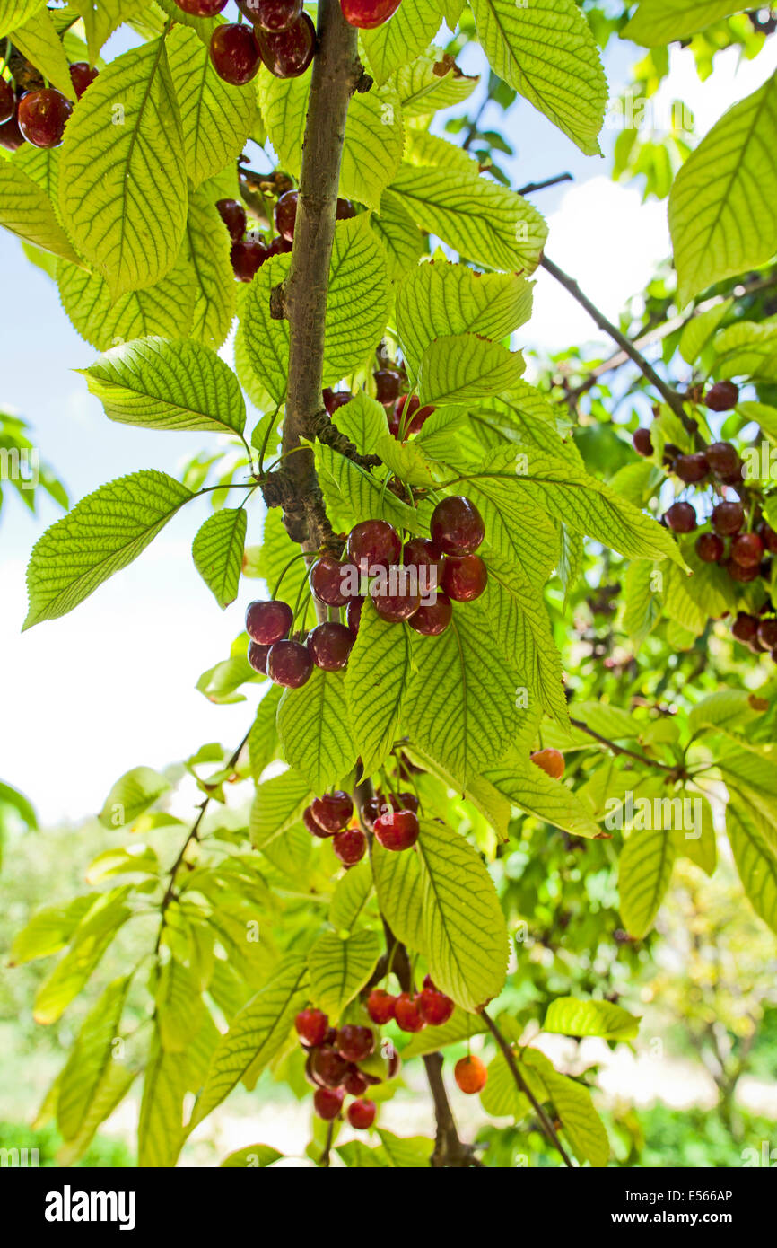 Ripe Cherries on a tree in a cherry orchard. Photographed in Cyprus in ...