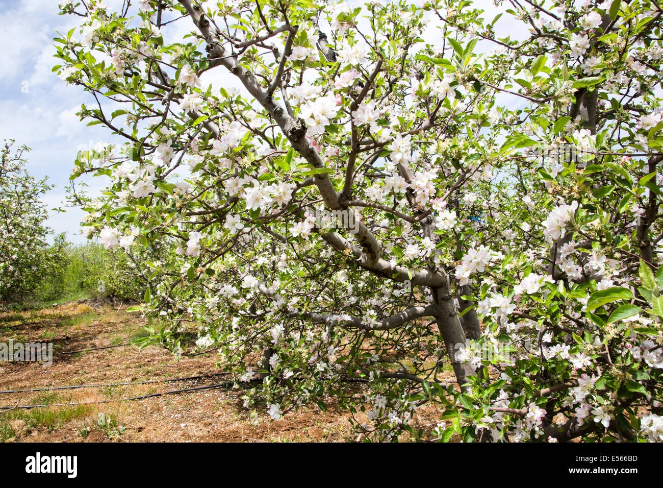 Apple Blossoms in a plantation. Photographed in Israel in April Stock ...