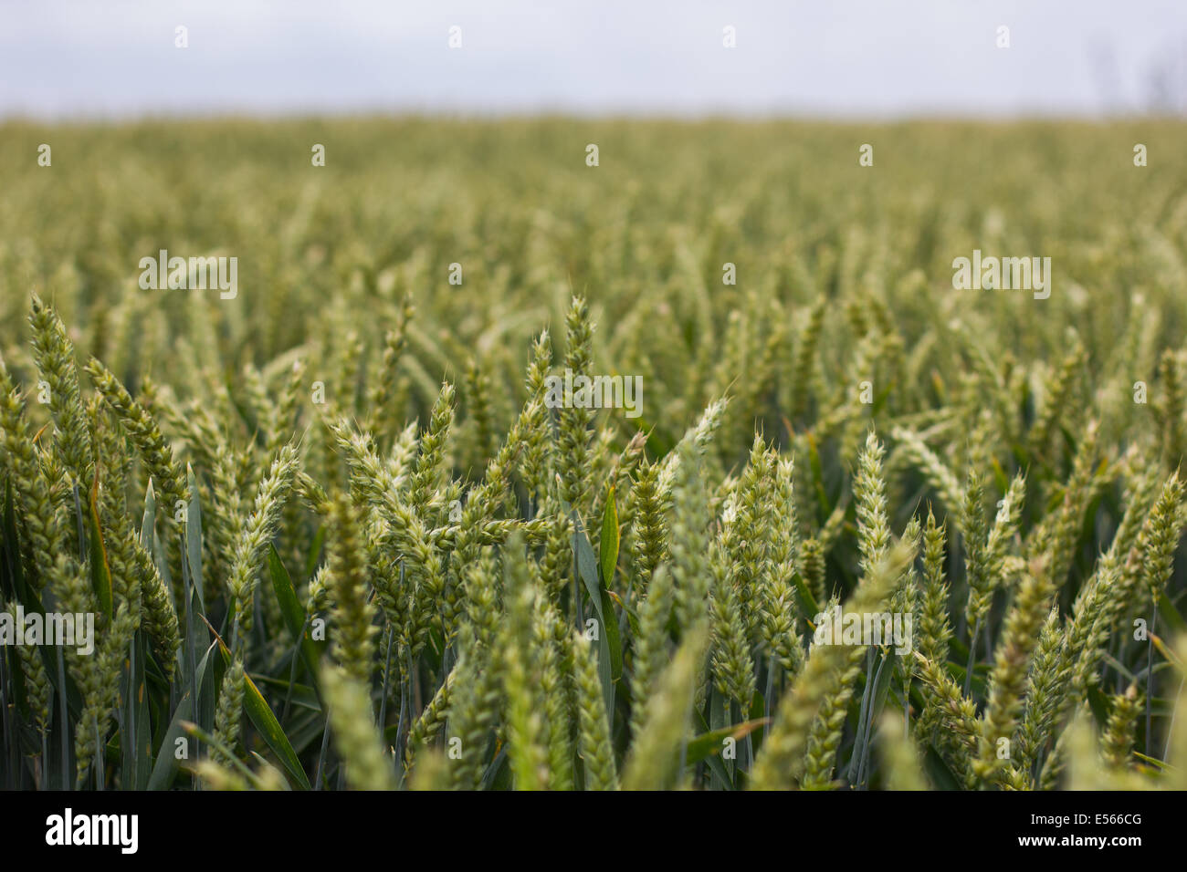 Fields of Green Stock Photo - Alamy