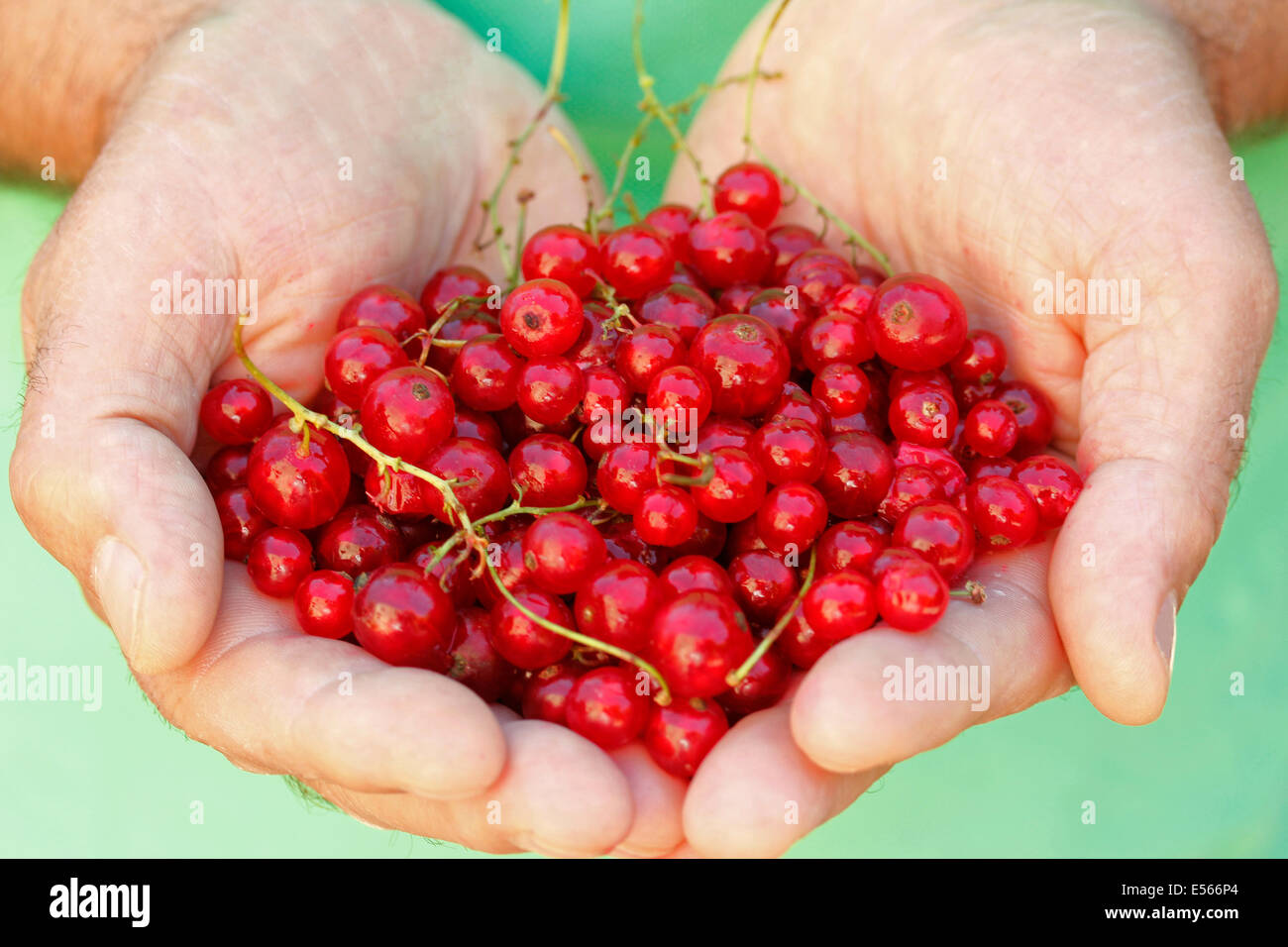No rubrum hi-res stock photography and images - Alamy
