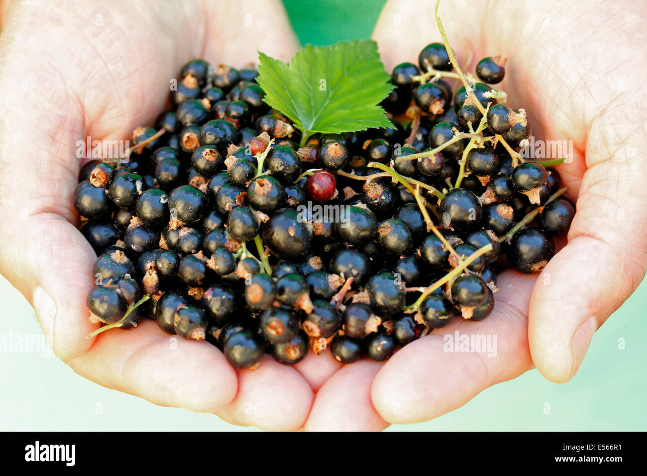 Black currants in hands hi-res stock photography and images - Alamy