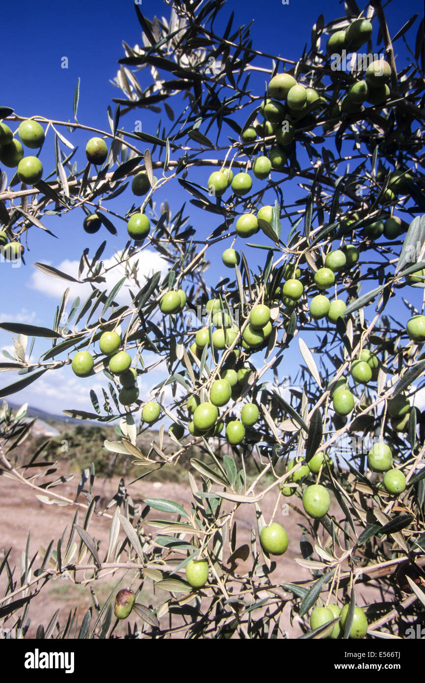 Olives on an olive tree blue sky background Stock Photo - Alamy