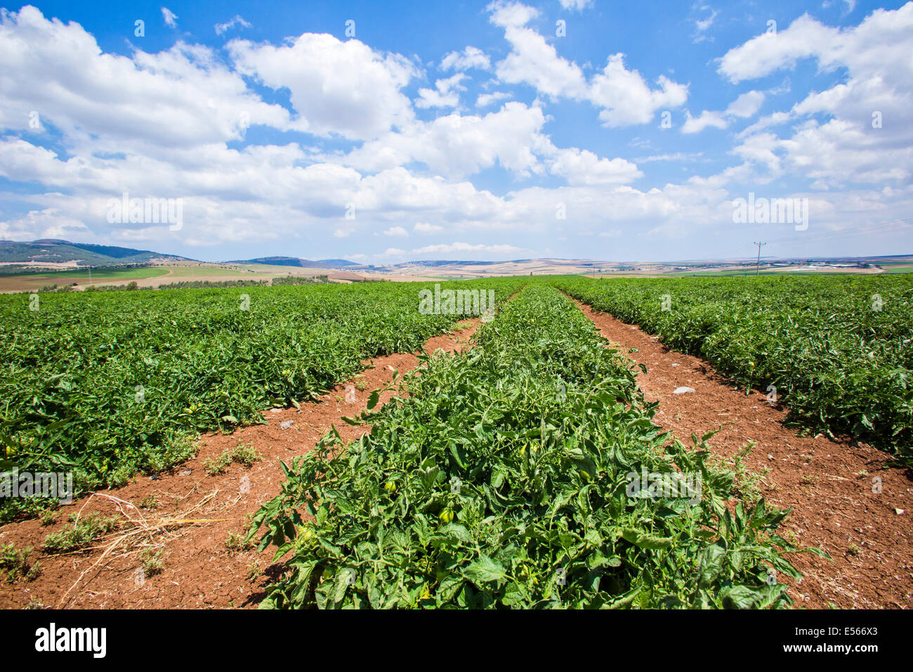 Organic Tomato Field. Photographed in Israel Stock Photo - Alamy