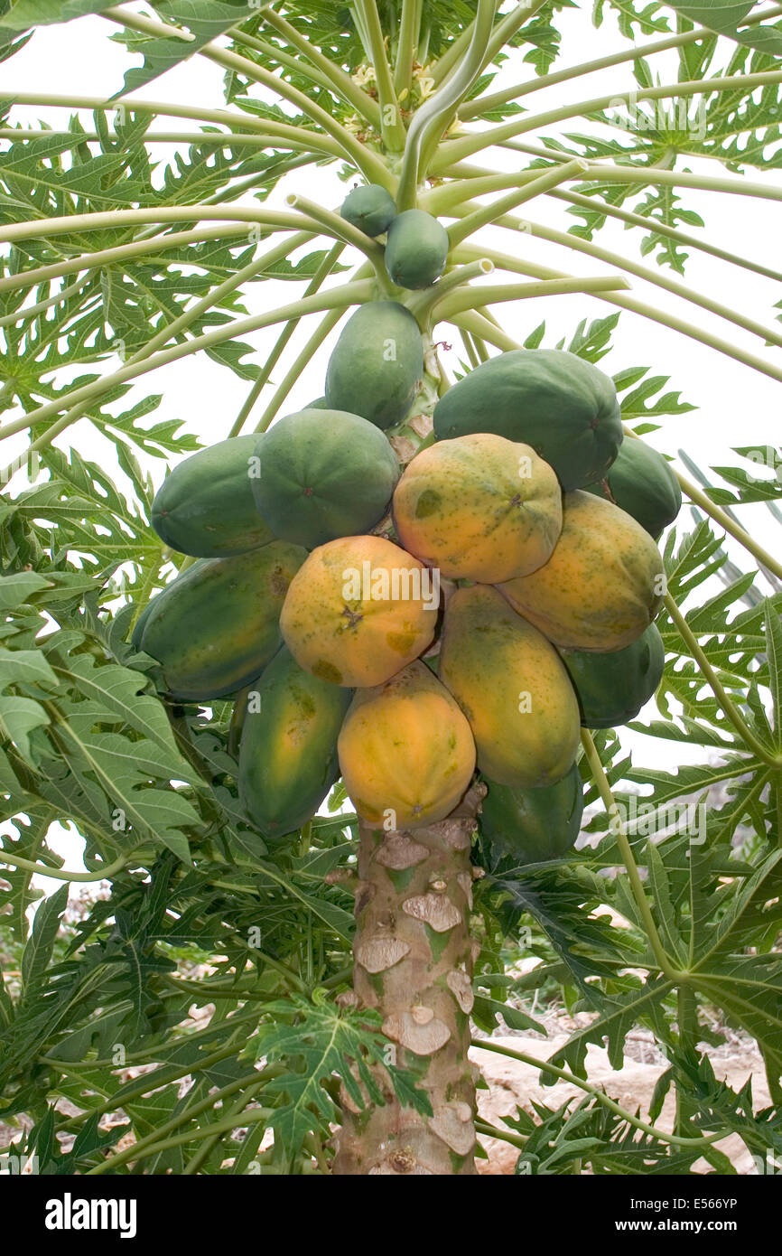 Pawpaw plant hi-res stock photography and images - Alamy