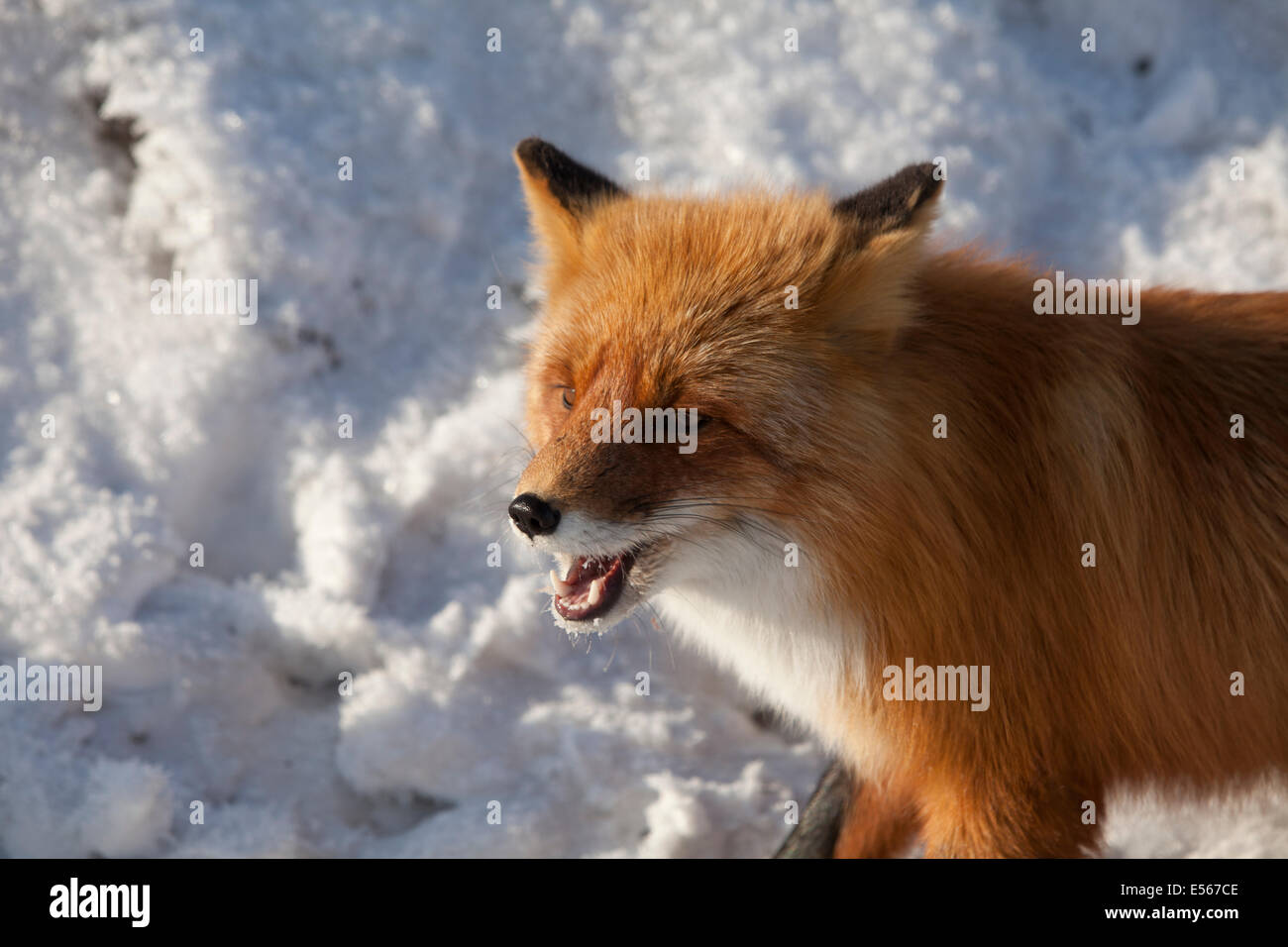 Fox mouth open hi-res stock photography and images - Alamy