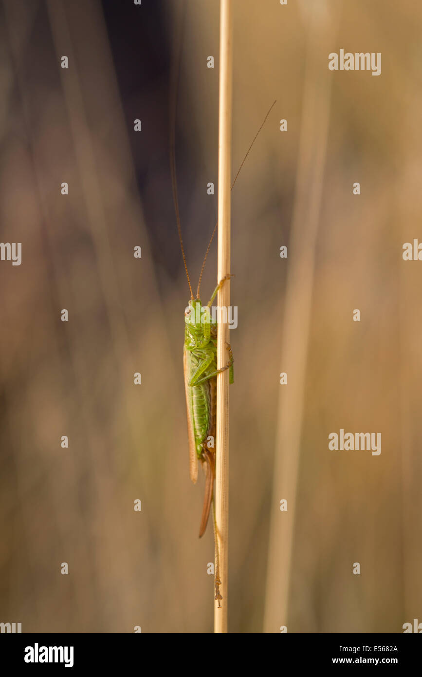 Female long winged conehead bush cricket conocephalus hi-res stock ...