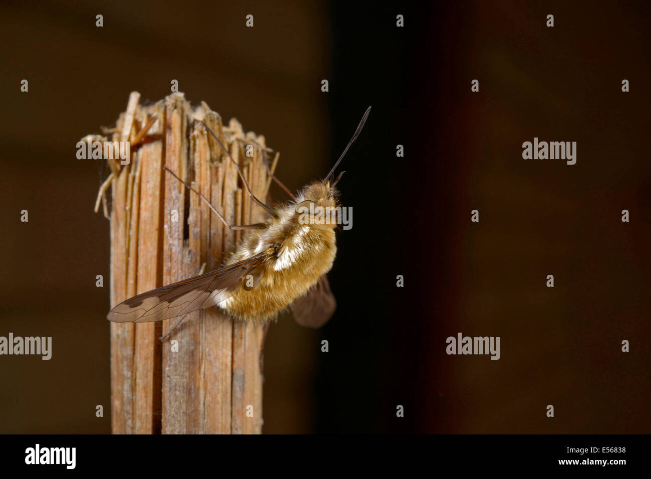 Parasitic bee mimic fly hi-res stock photography and images - Alamy